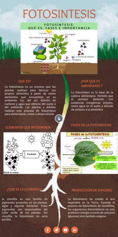 Lista Semilla | Genially