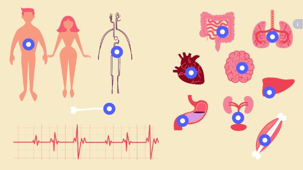 Human Body Presentation