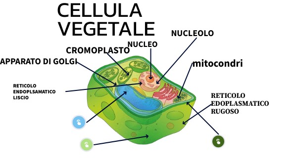 CELLULA VEGETALE DAPRILA