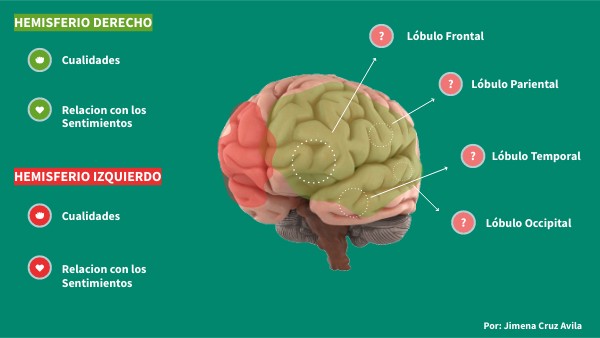 ESQUEMA DEL CEREBRO | Genially