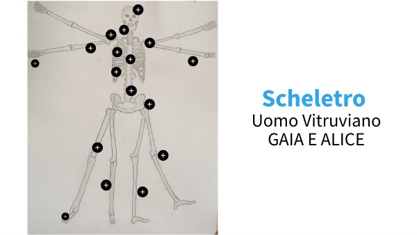 SCHELETRO VITRUVIANO