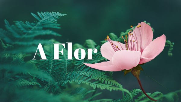 Plantas - A flor