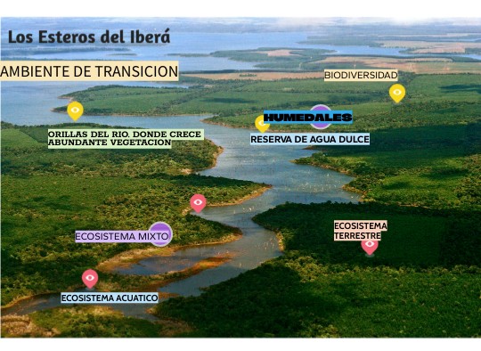 AMBIENTE DE TRANSICION | Genially