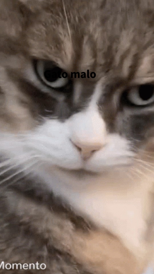 Gato malo