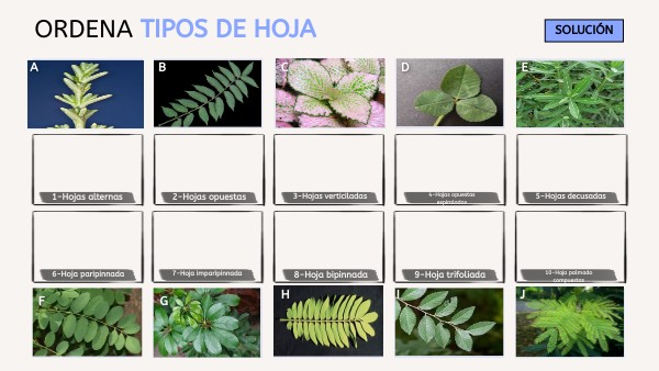 Tipos de hoja | Genially